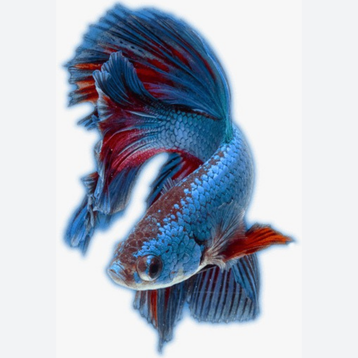 Freshwater Livestock | thefishtankdb