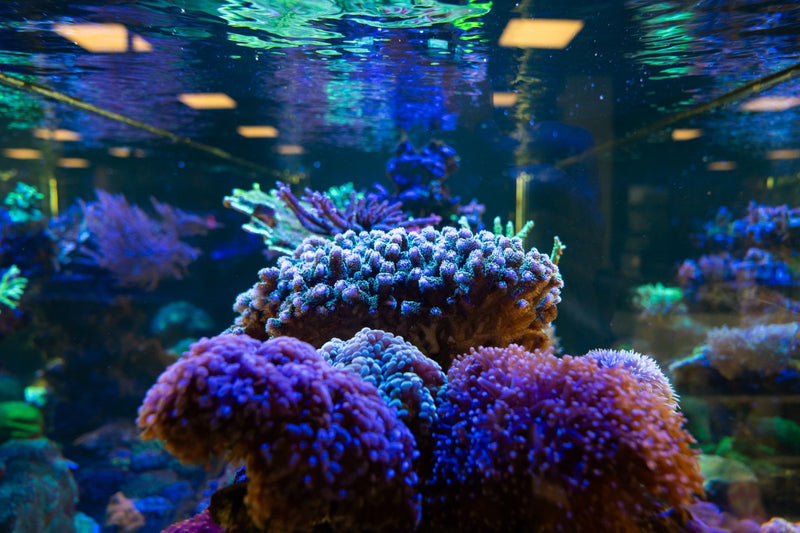 Corals | thefishtankdb